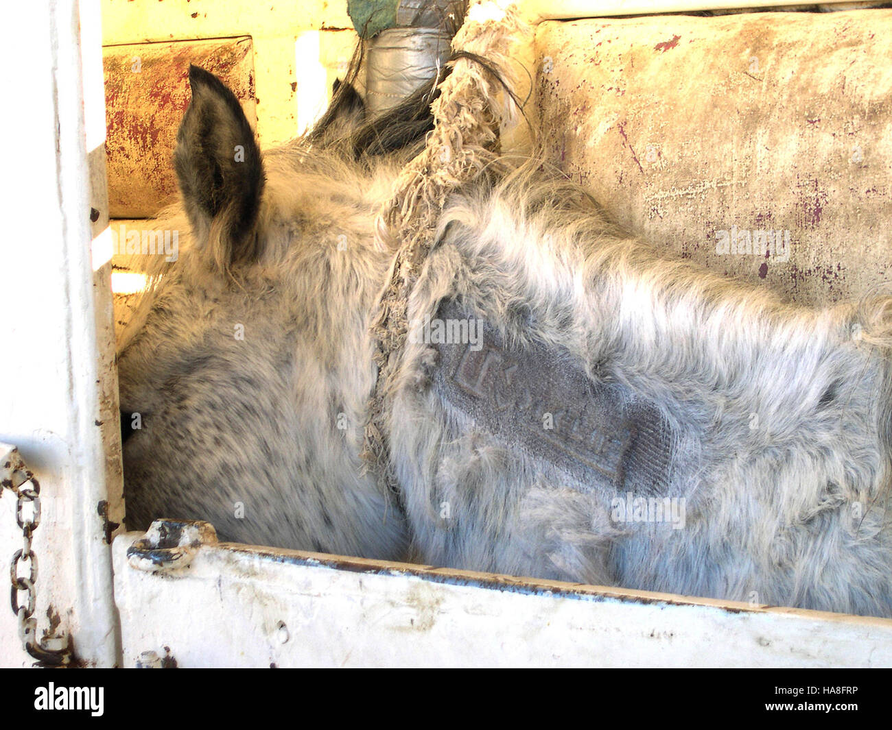 This image features a freeze brand on a wild horse at the Palomino ...