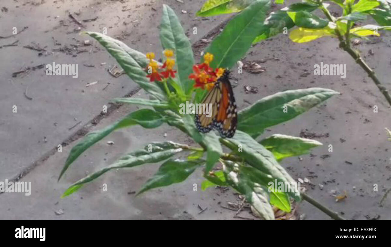 Monarch butterfly known incredible hi-res stock photography and images ...