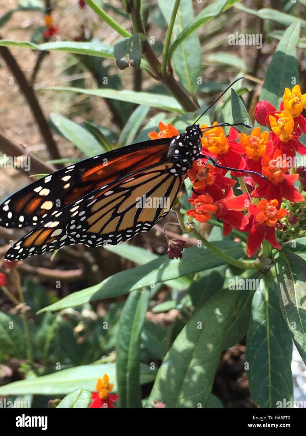 This image shows the Monarch butterfly in its natural habitat in ...