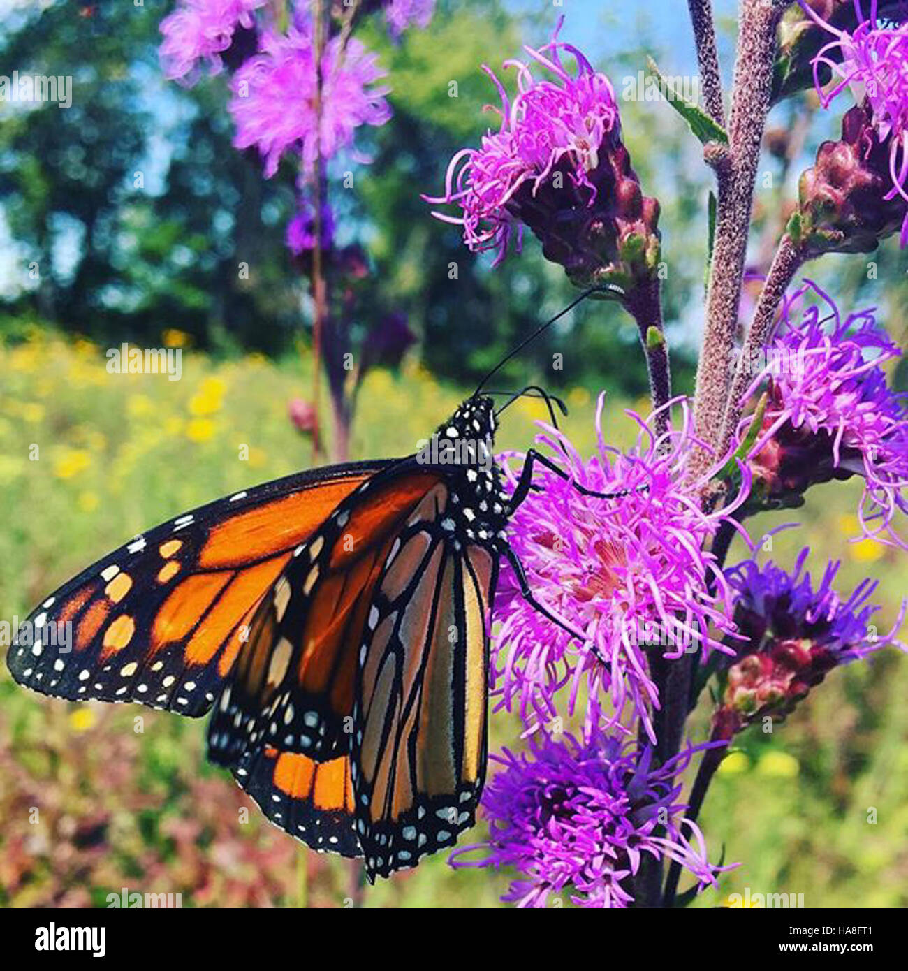 The Monarch butterfly, captured here in Minnesota, is known for its ...