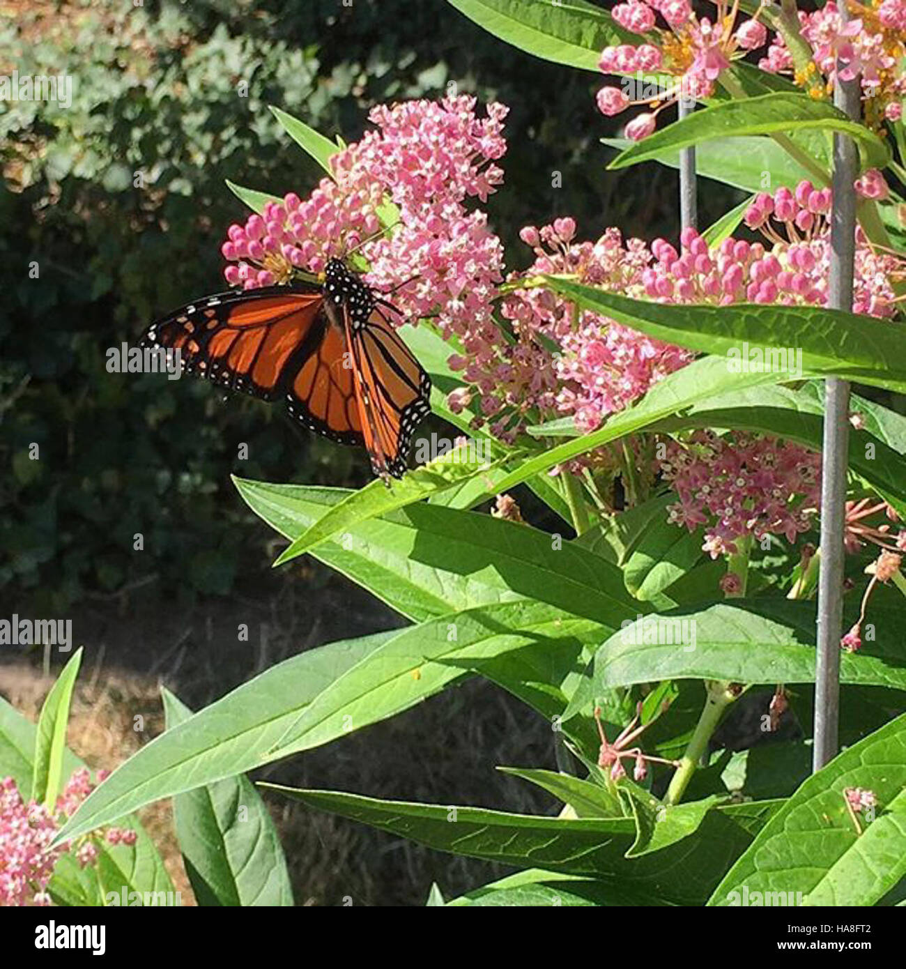 A photograph of a Monarch Butterfly captured in Ohio, highlighting its ...
