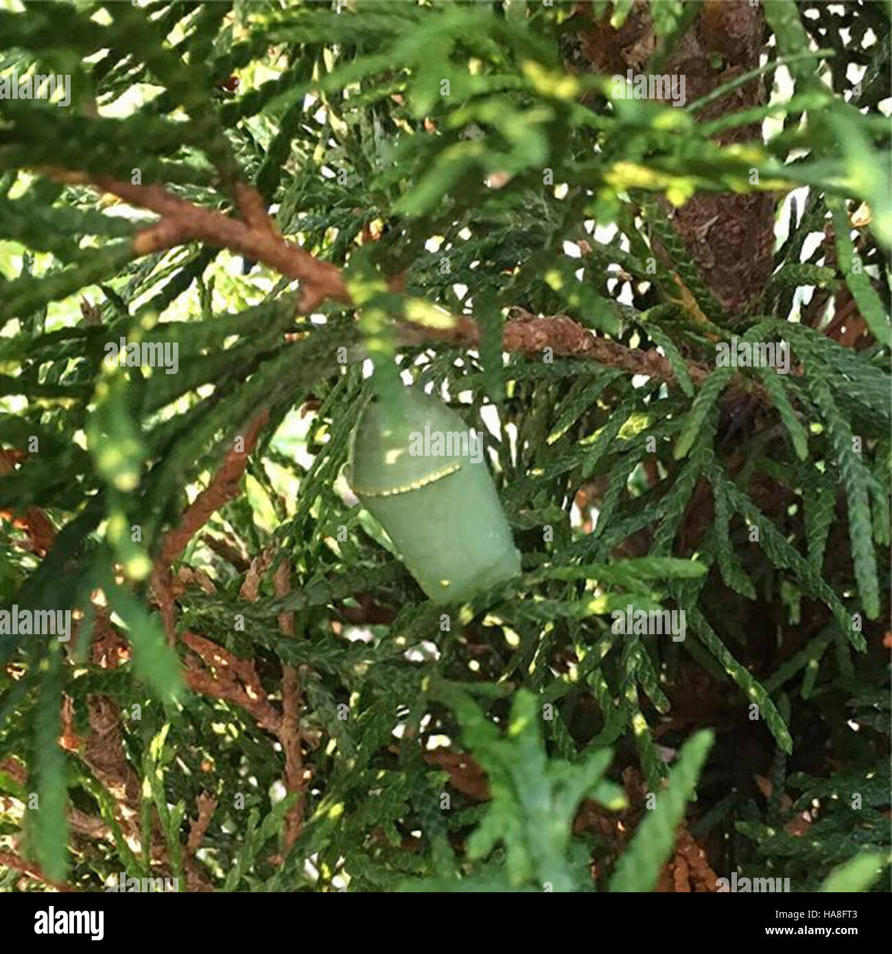 This image features a Monarch butterfly chrysalis in Ohio, representing ...
