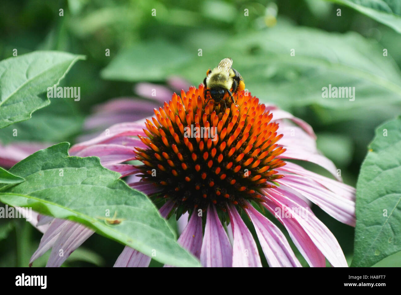 This image highlights a pollinating bee, essential for ecosystem health ...