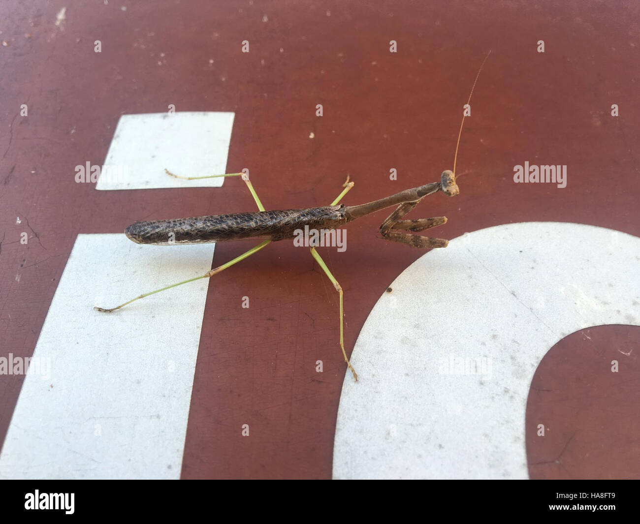 This image features a Carolina Mantis at Big Muddy National Fish and ...