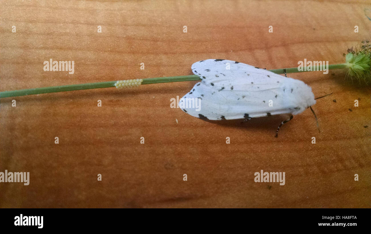 usfwsmidwest 29444531091 Salt Marsh Moth at Ottawa National Wildlife ...