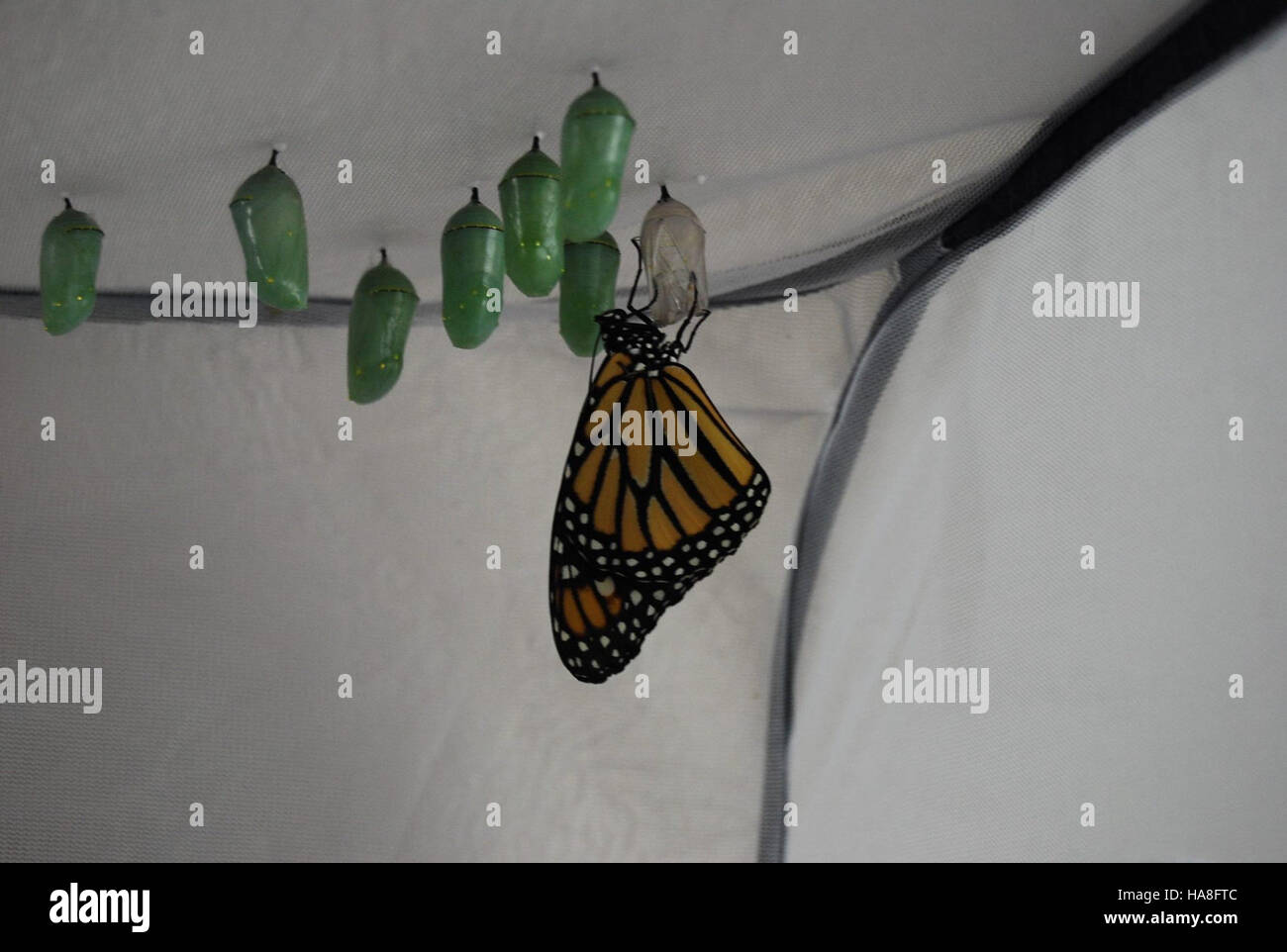 This photograph features a Monarch butterfly and its chrysalises in ...