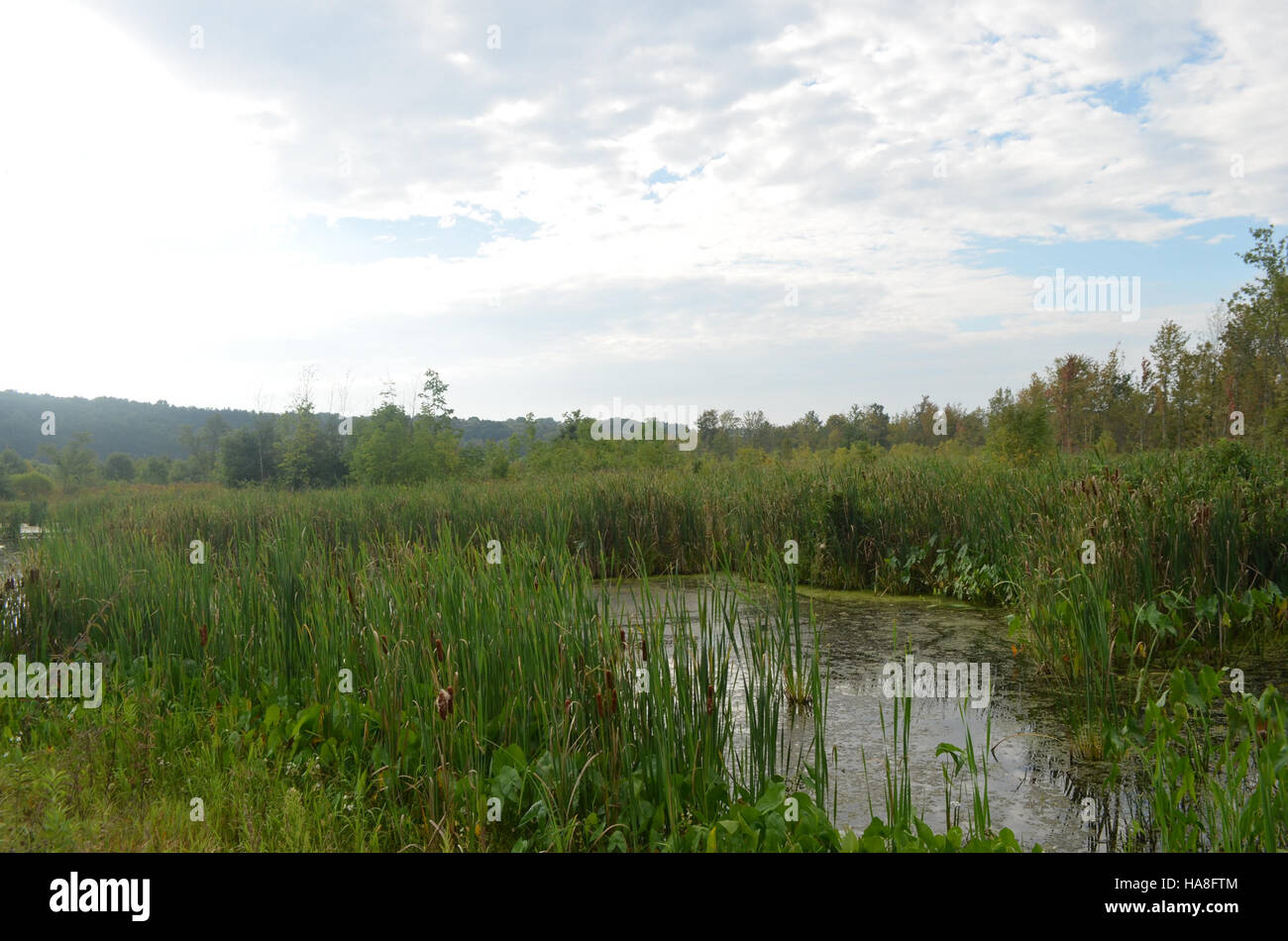 usfwsmidwest 29509324876 Restored Ohio Wetland Stock Photo - Alamy