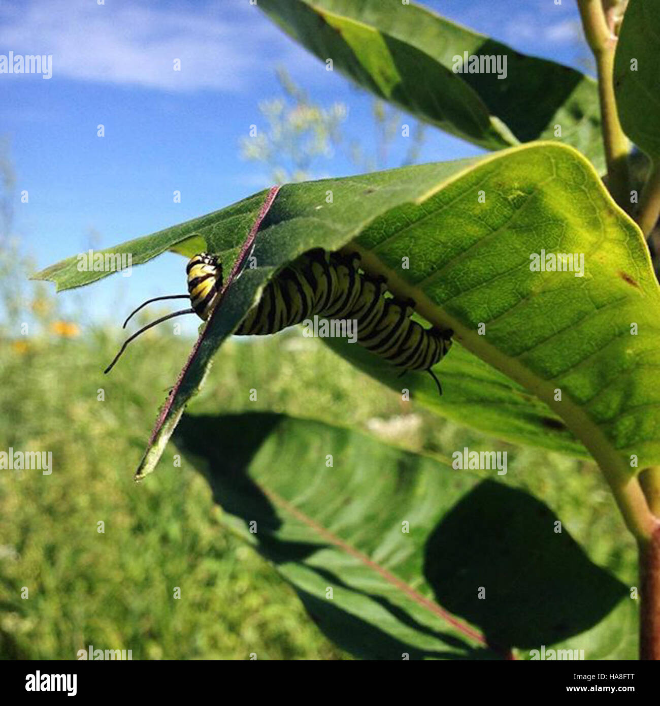 This image of a Monarch caterpillar, captured in Michigan, highlights ...
