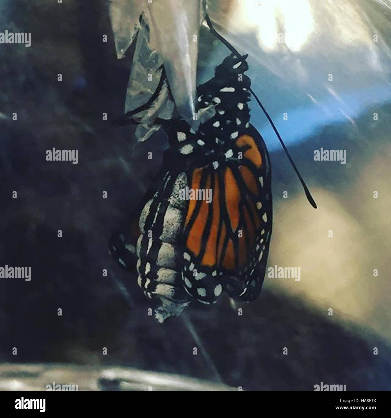 This photograph shows a monarch butterfly emerging from its chrysalis ...