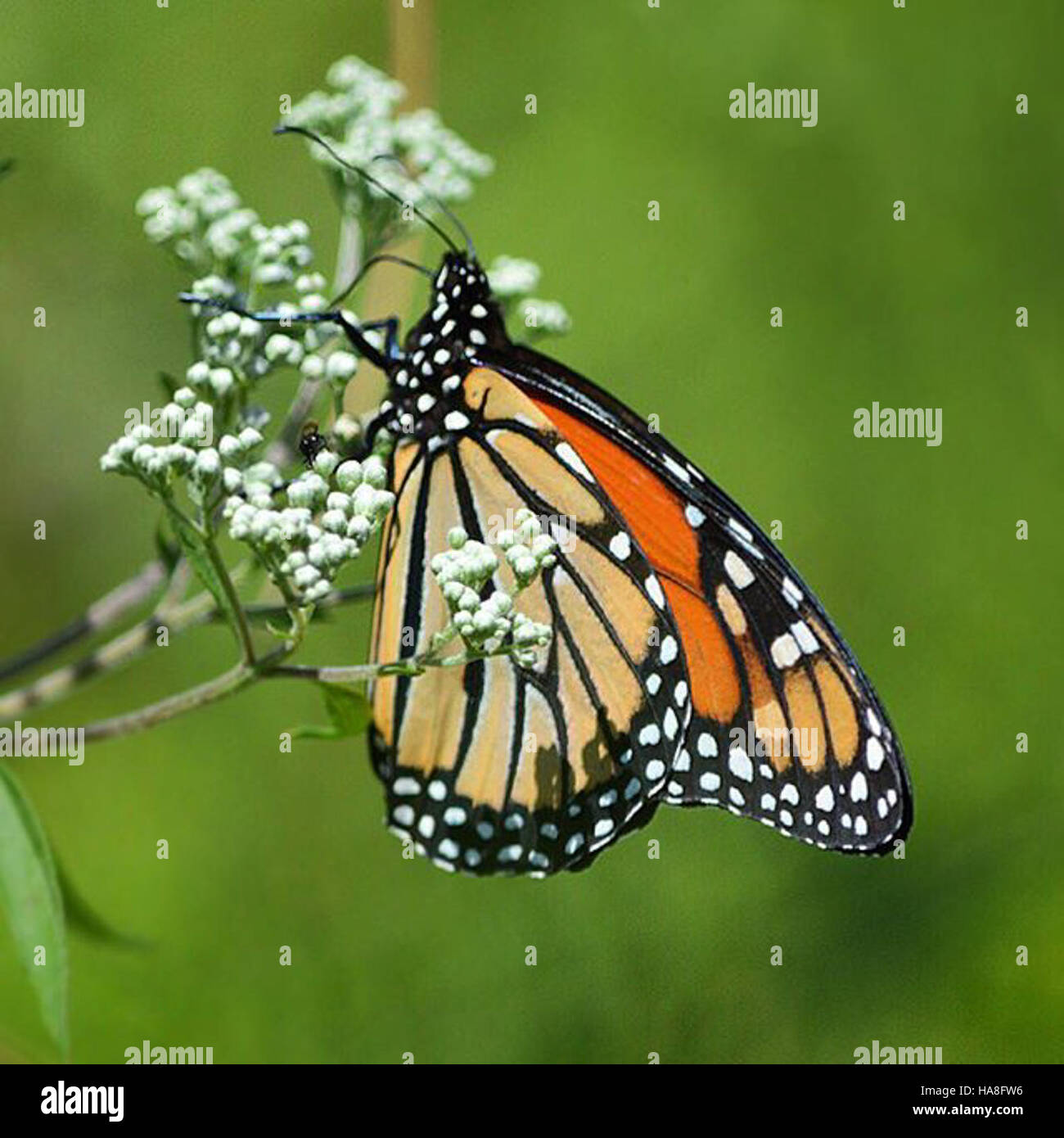 This photograph captures a Monarch butterfly in its natural environment ...