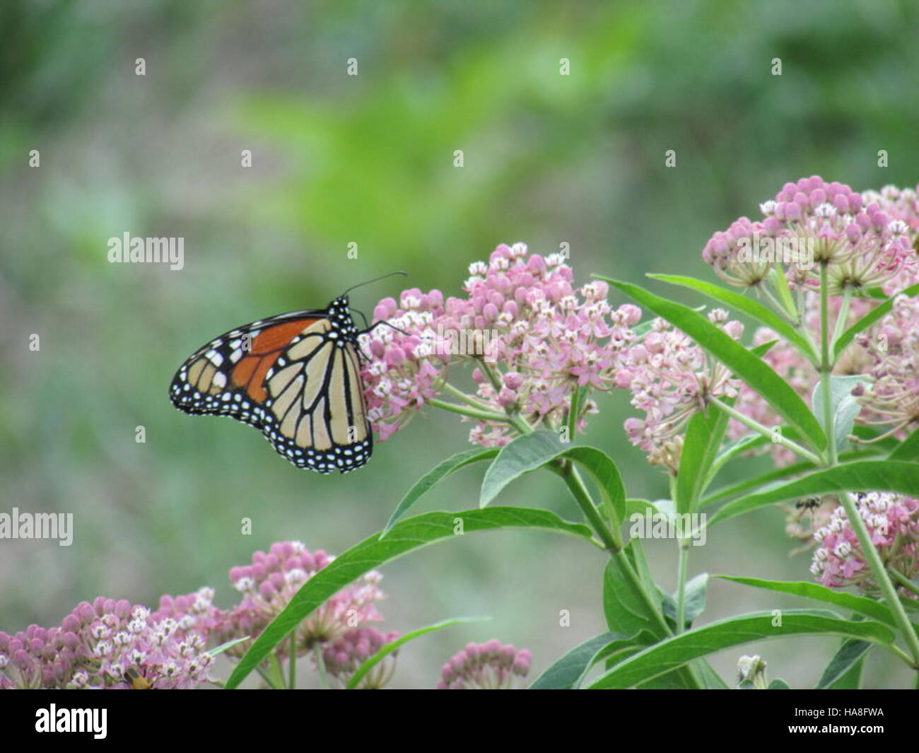This image showcases a Monarch butterfly in Ohio, emphasizing the ...