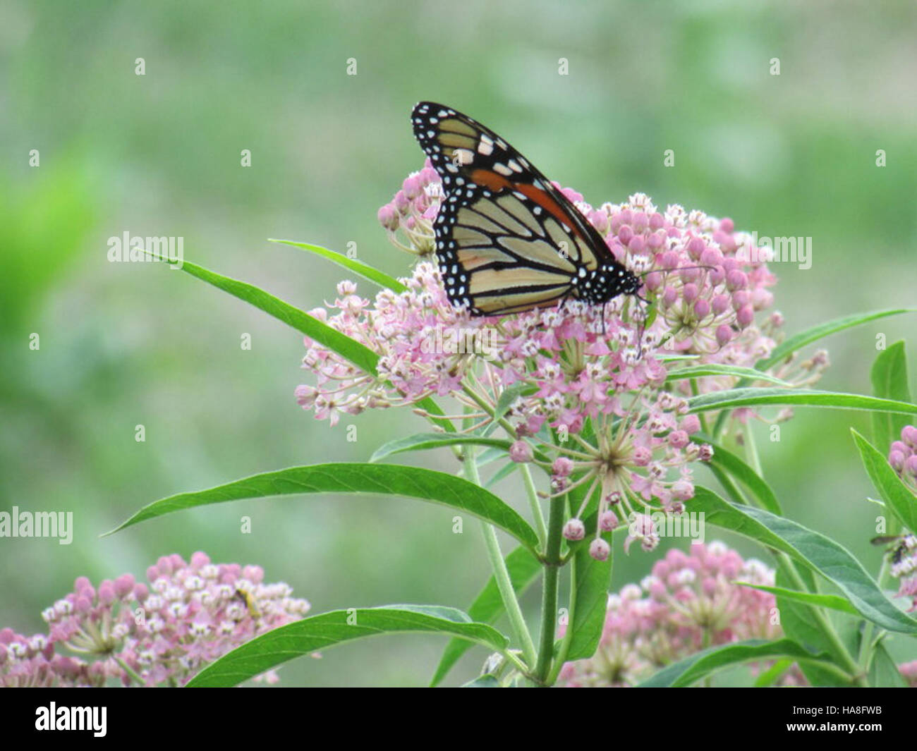 A Monarch butterfly is captured in its natural environment in Ohio ...