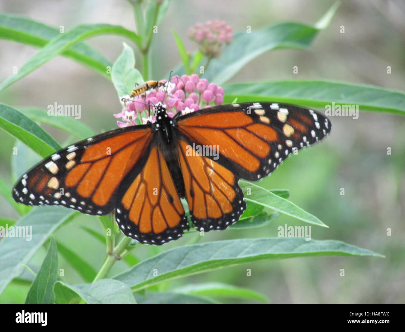 A photograph shows a Monarch butterfly in Ohio, captured in its natural ...
