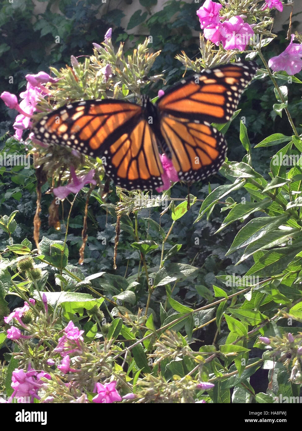 The Monarch Butterfly is depicted in Illinois, showcasing its migration ...