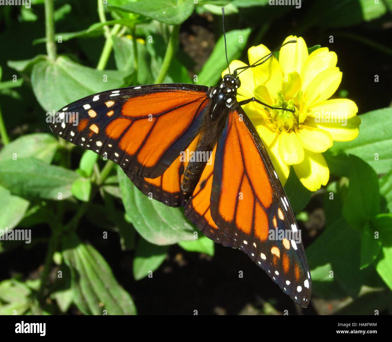 The Monarch Butterfly is pictured in Minnesota, showcasing the species ...