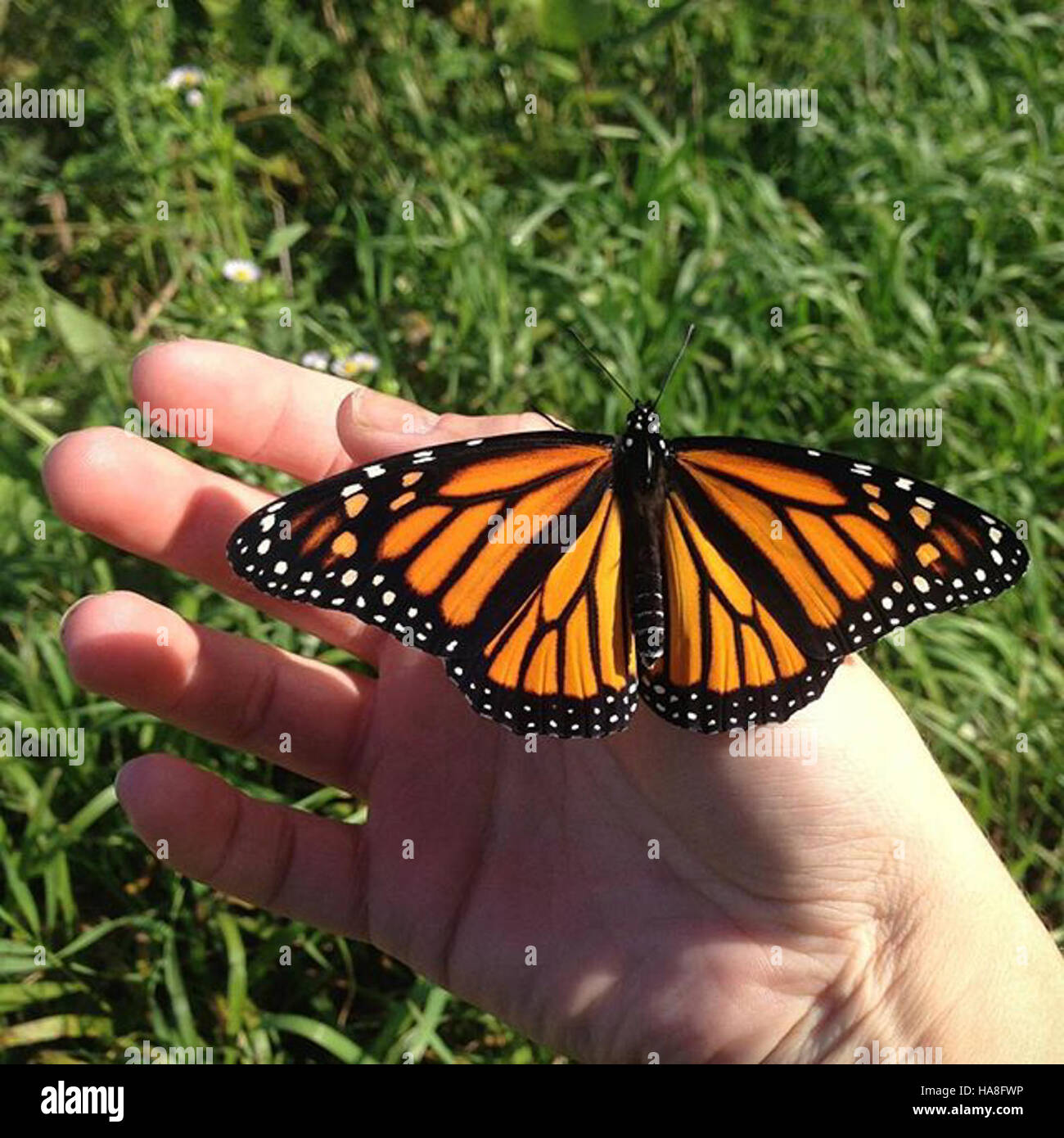 A Monarch butterfly in Michigan, captured in its natural habitat. The ...