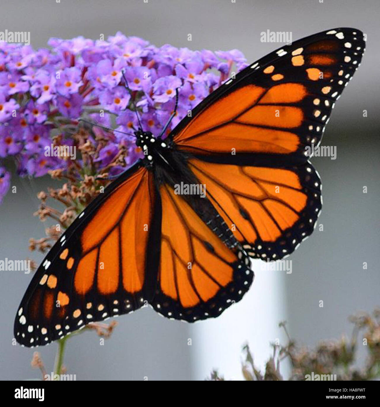 This photograph, identified as 'usfwsmidwest 29652973744', features a ...