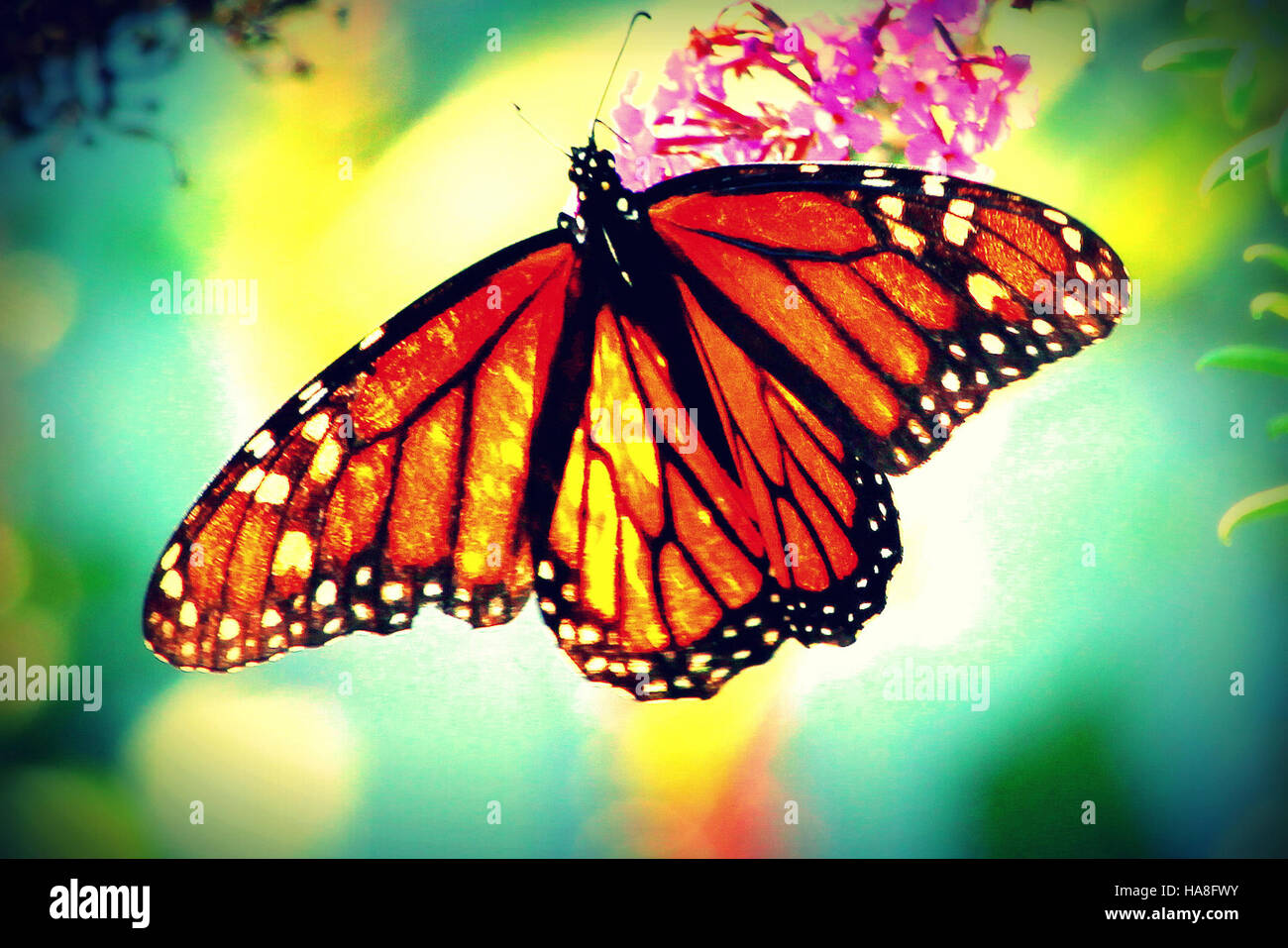 This image captures a Monarch Butterfly in Pennsylvania, a species ...