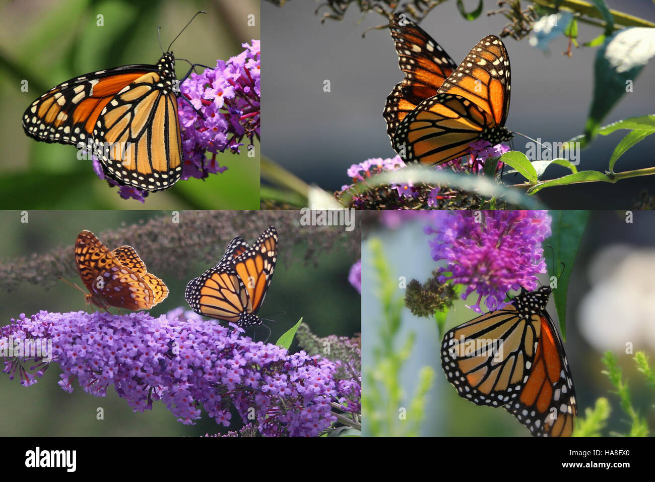 This image showcases a group of Monarch butterflies in Pennsylvania ...