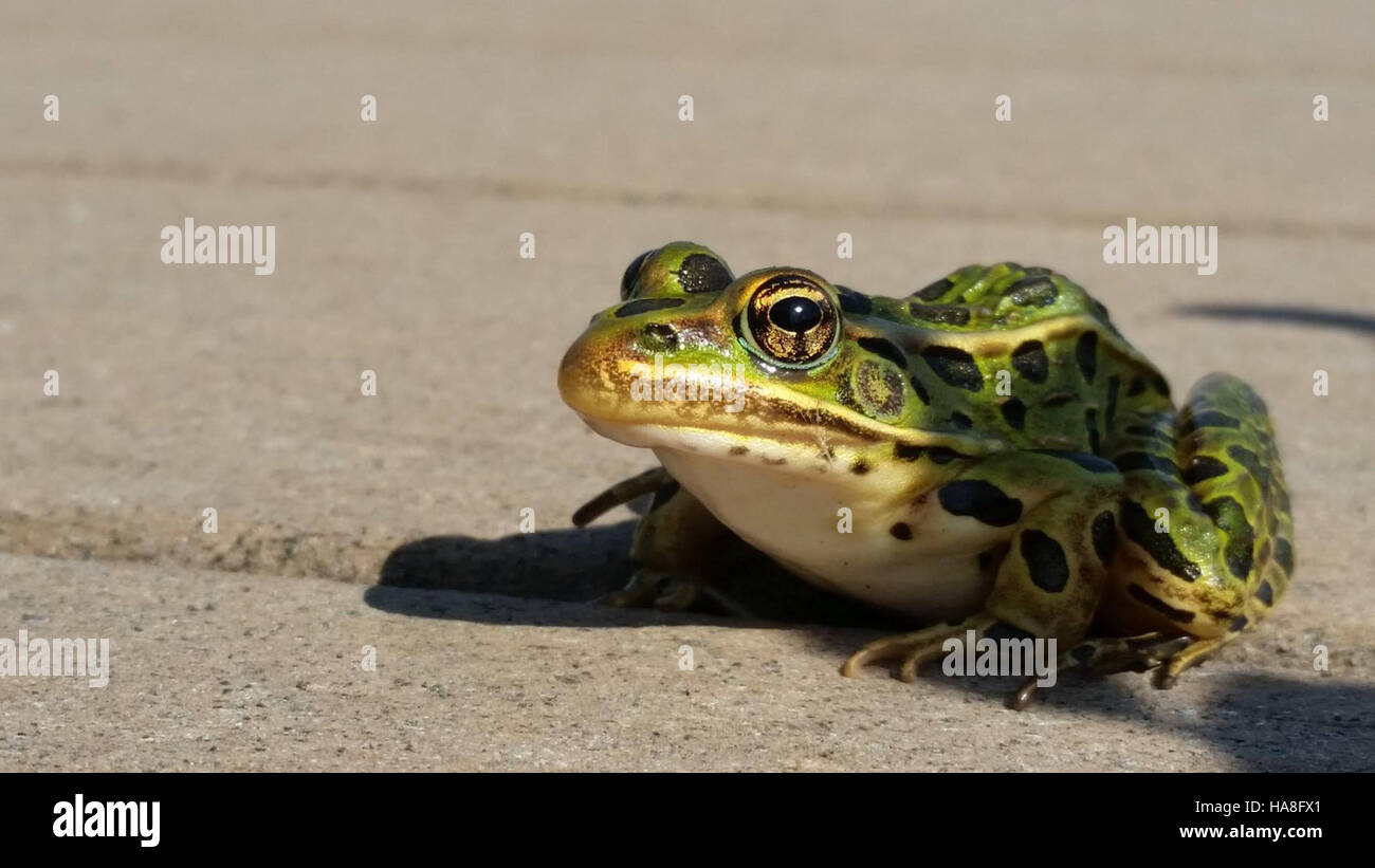 The Northern Leopard Frog, captured in this photograph, is an amphibian ...
