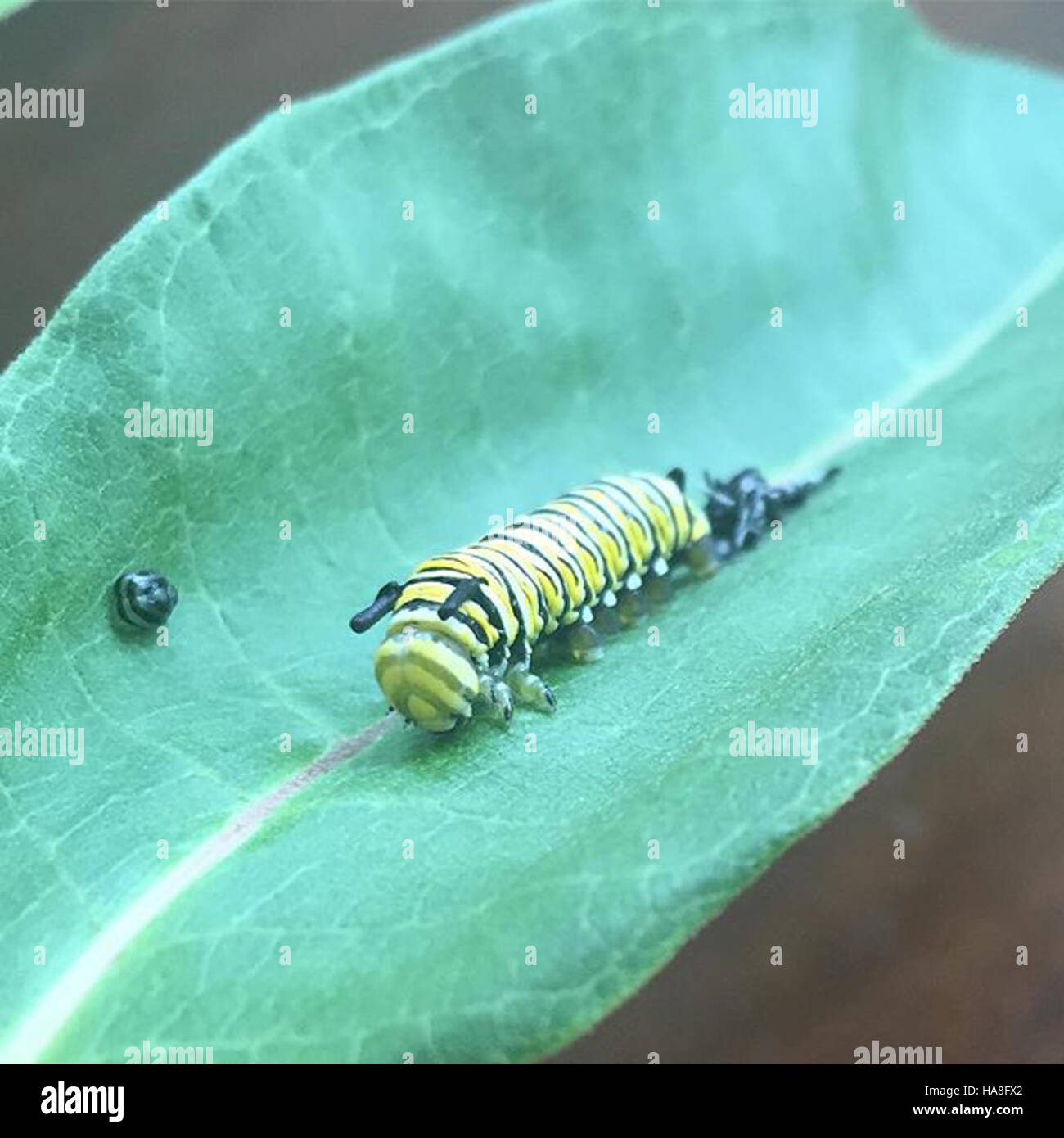 The Monarch caterpillar shedding its skin in Minnesota marks an ...