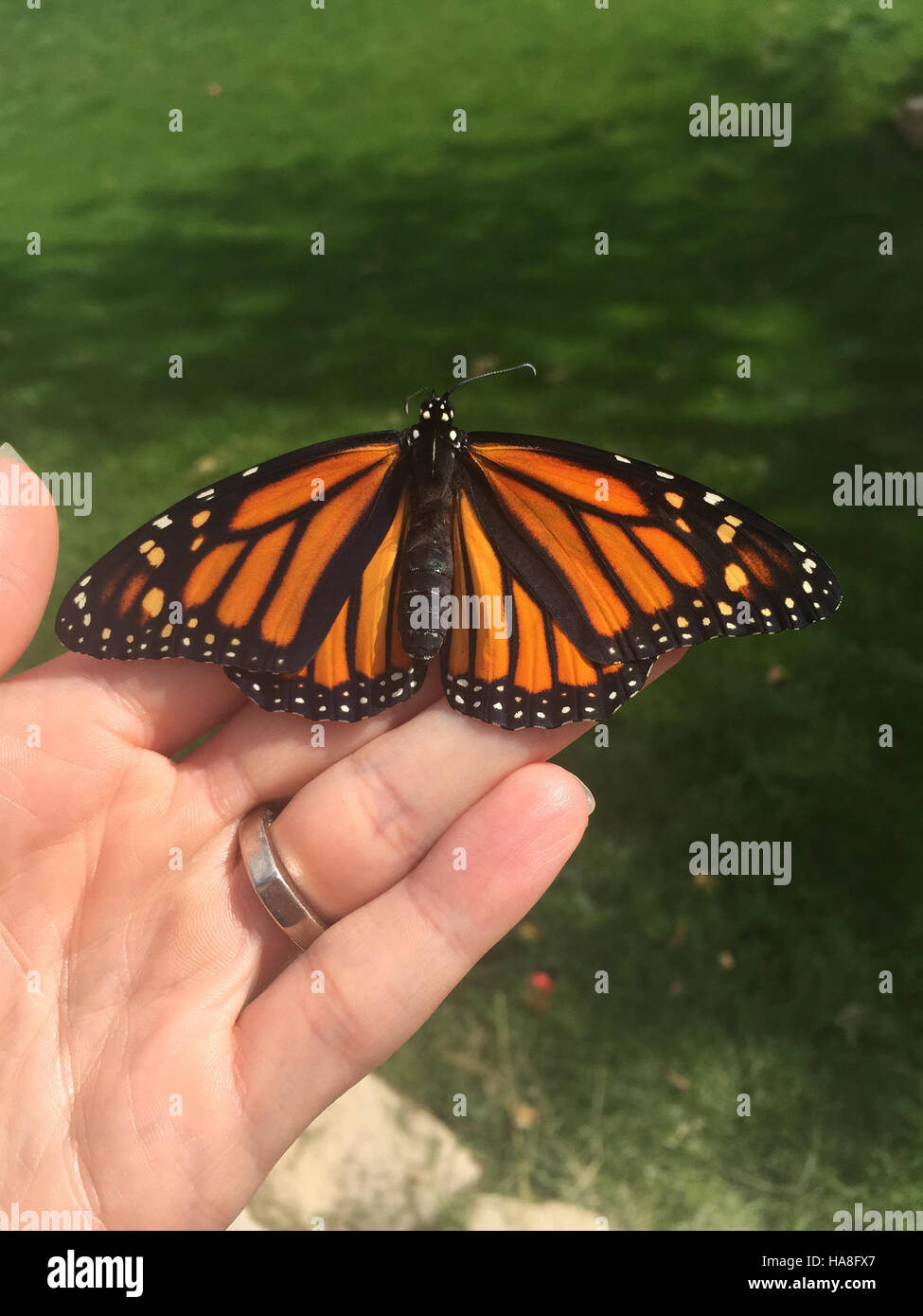 This image shows a Monarch butterfly (Danaus plexippus) in Minnesota ...