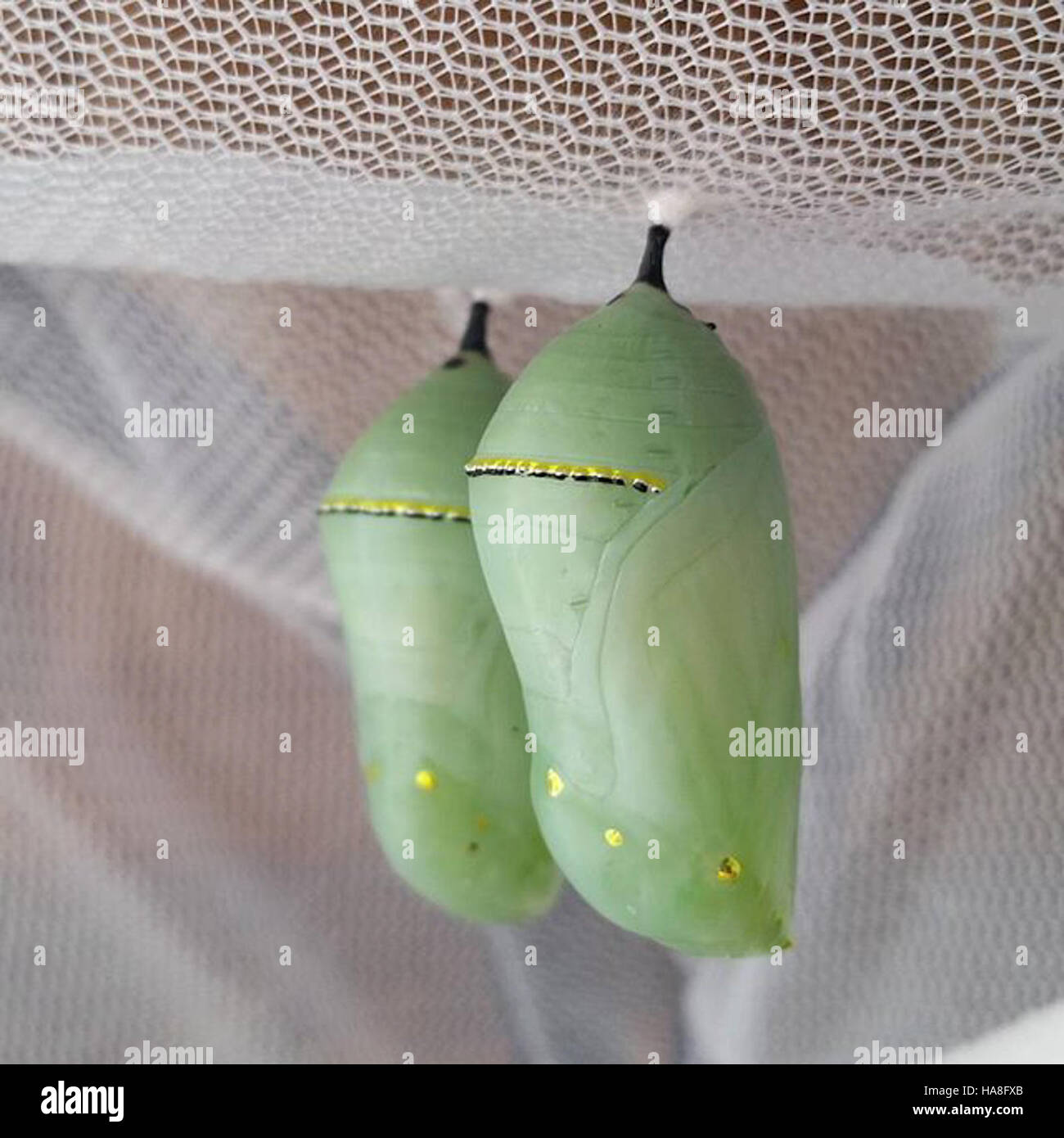Butterfly pupae stages hi-res stock photography and images - Alamy