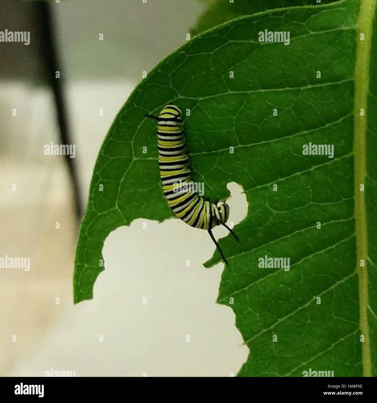 This image depicts a Monarch caterpillar in New York, showcasing the ...