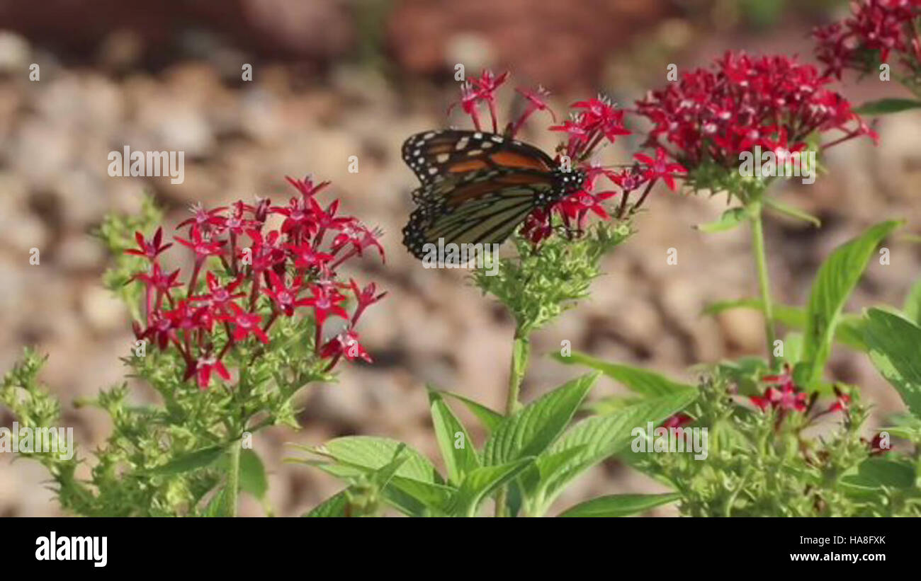 usfwsmidwest 29692137040 Monarch Butterfly in Oklahoma Stock Photo - Alamy