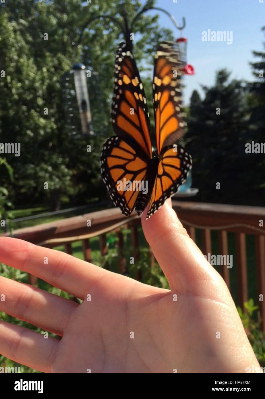 This photograph captures a Monarch butterfly in Minnesota, a species ...