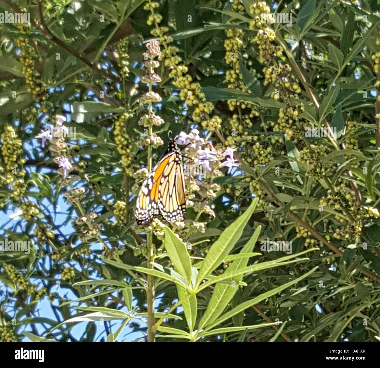 The Monarch butterfly is observed in Texas, part of its annual ...