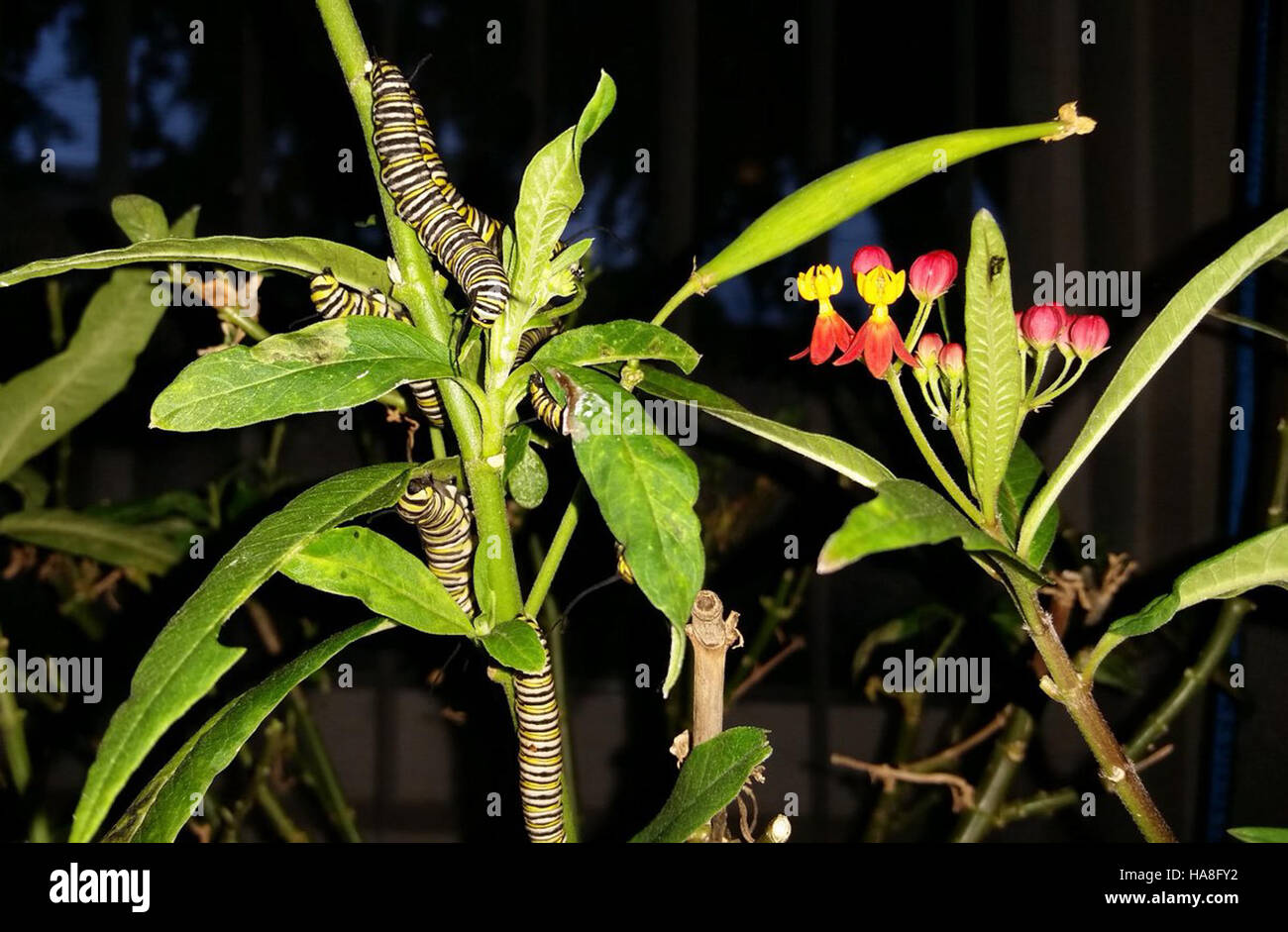The U.S. Fish and Wildlife Service (USFWS) photograph captures Monarch ...