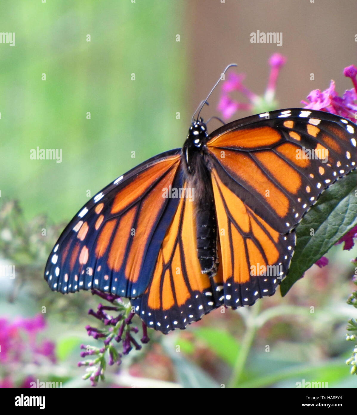 This photograph depicts a Monarch butterfly in Virginia, showcasing the ...