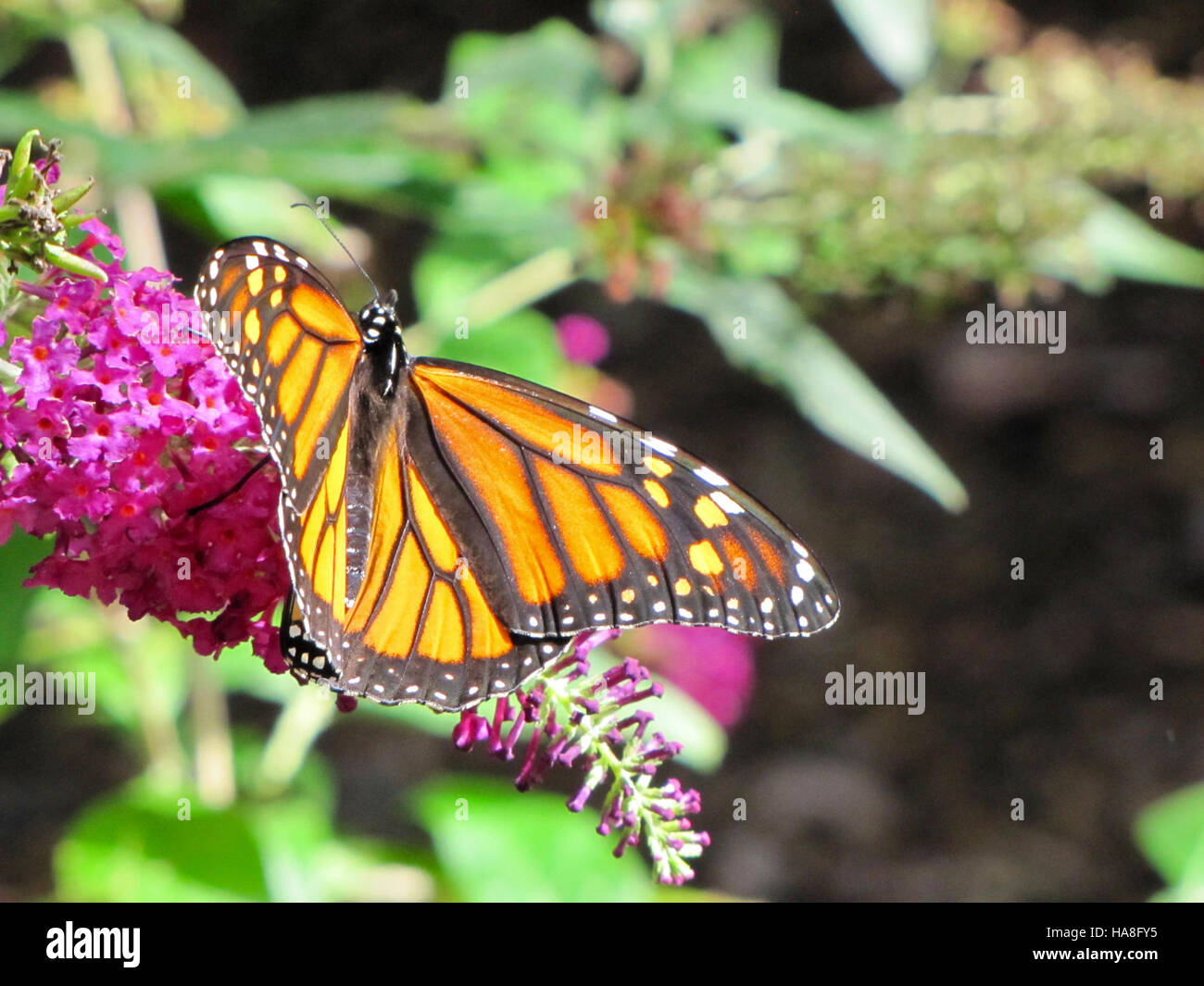 Monarch butterfly key species hi-res stock photography and images - Alamy