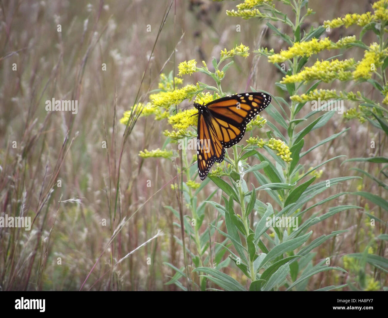 This photograph captures a Monarch butterfly in New Jersey ...
