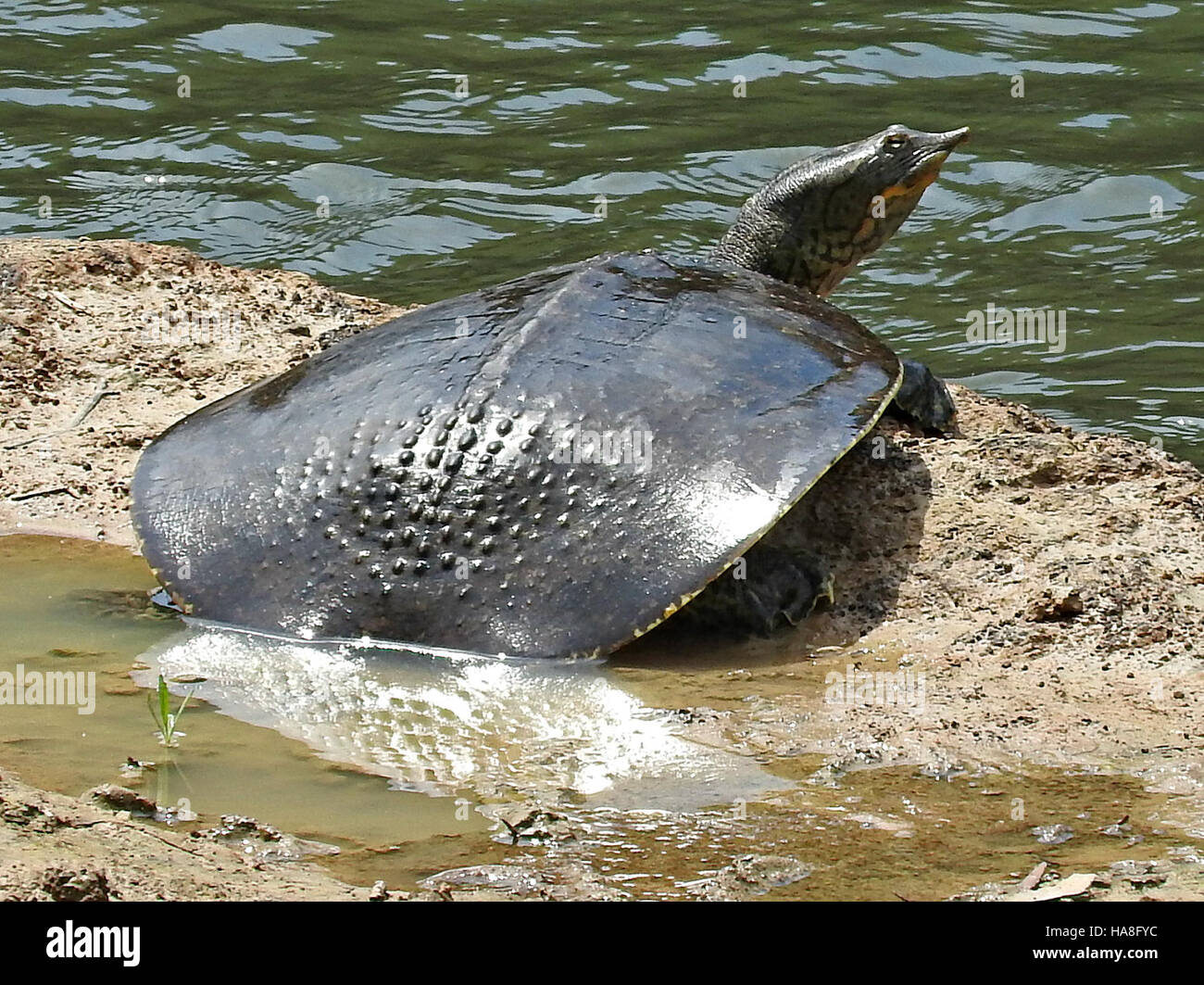 usfwsmidwest 29869706922 Softshell Turtle Stock Photo - Alamy