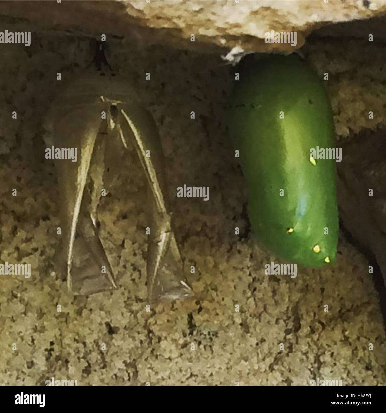 Pupal forms hi-res stock photography and images - Alamy