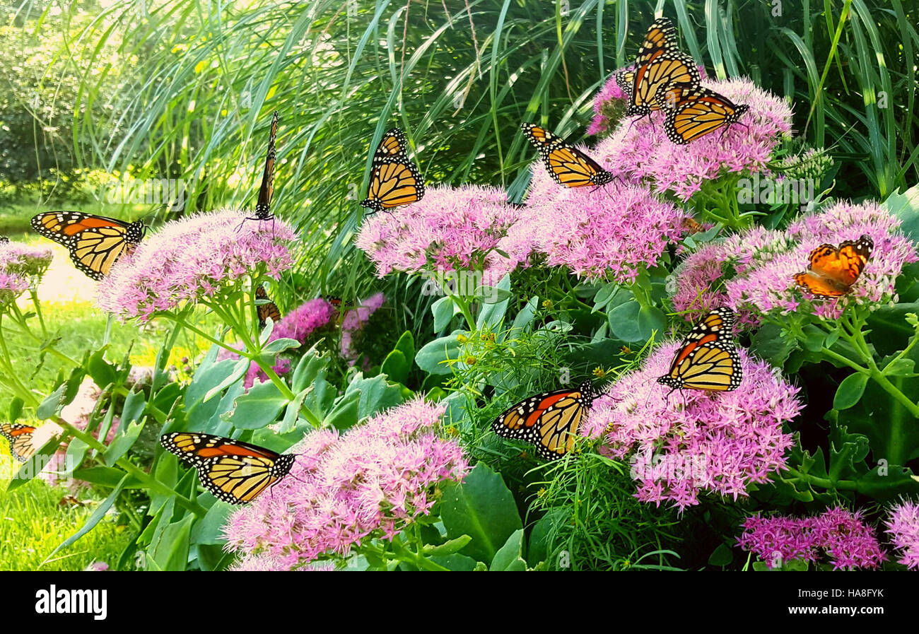 This photograph captures Monarch Butterflies in Nebraska, showcasing ...