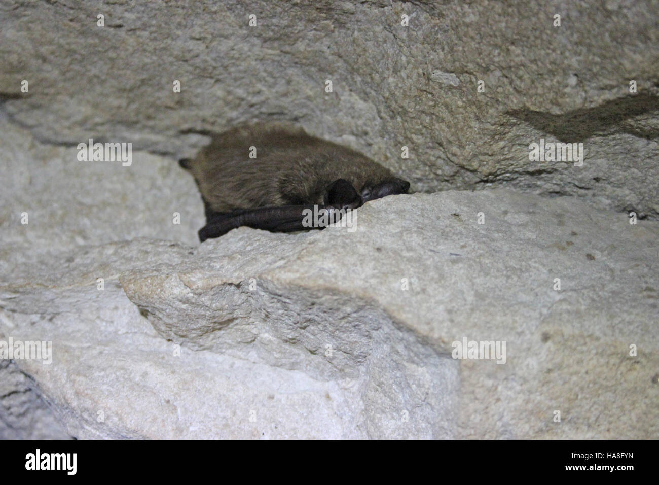 The Big Brown Bat, scientifically known as Eptesicus fuscus, is a ...