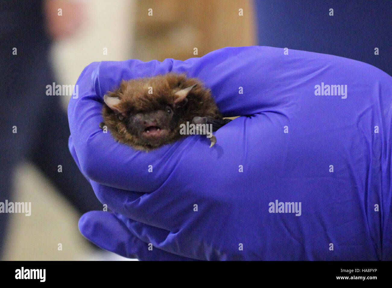 Big brown bat species hi-res stock photography and images - Alamy