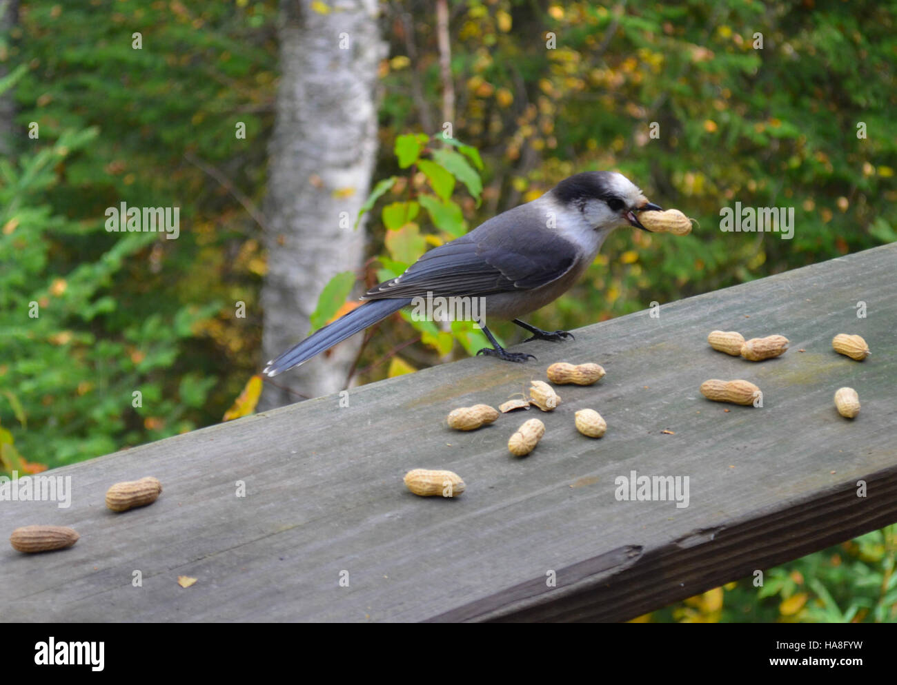 This wildlife image, featuring a squirrel, is part of the U.S. Fish and ...