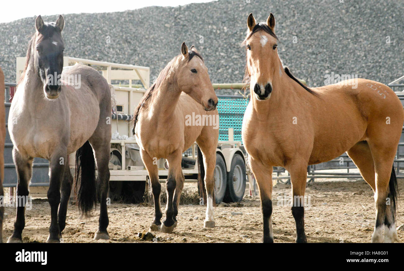 A photograph documenting the Bureau of Land Management’s Calico Wild ...