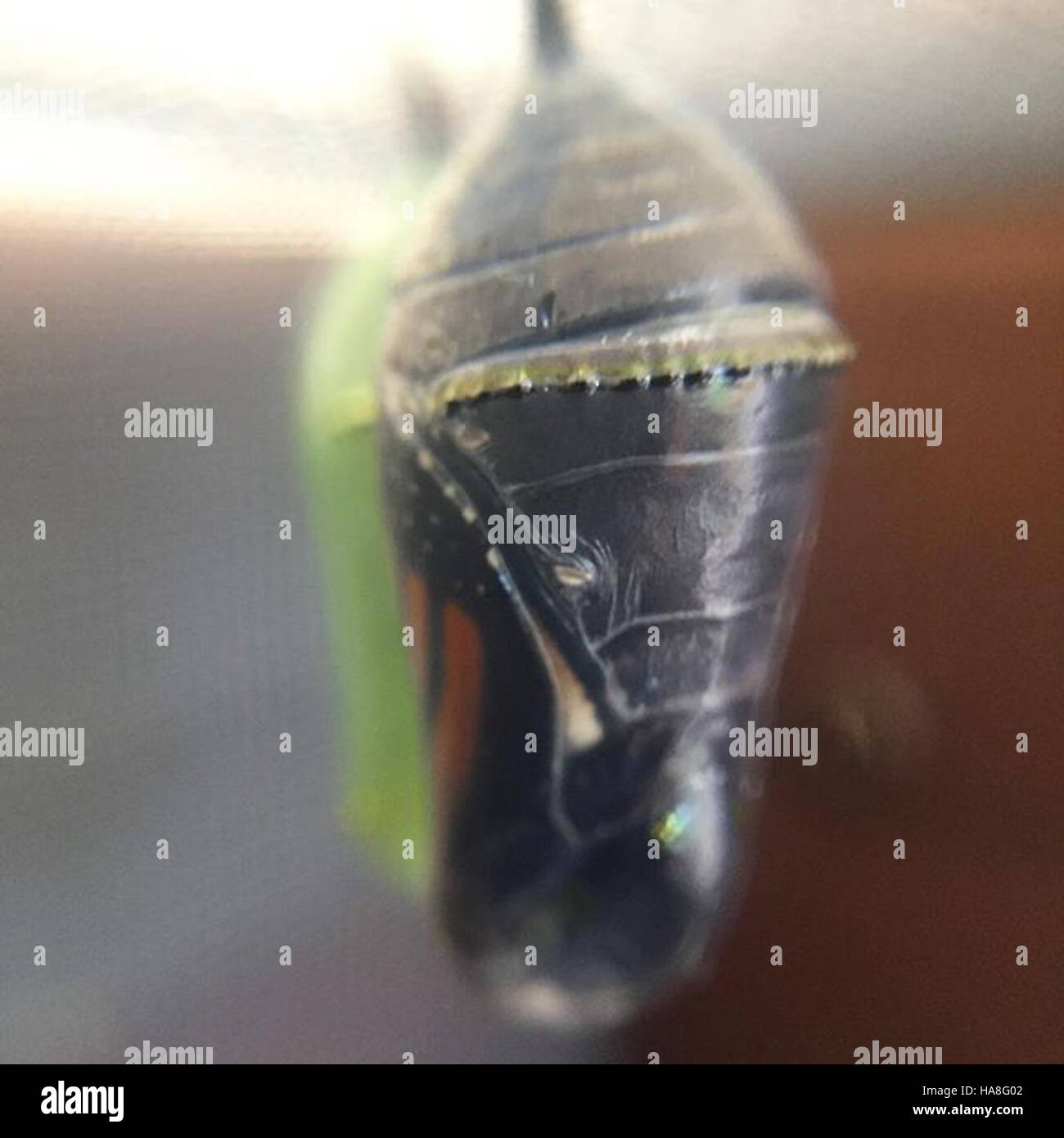 This image captures the monarch chrysalises in Texas, showcasing the ...