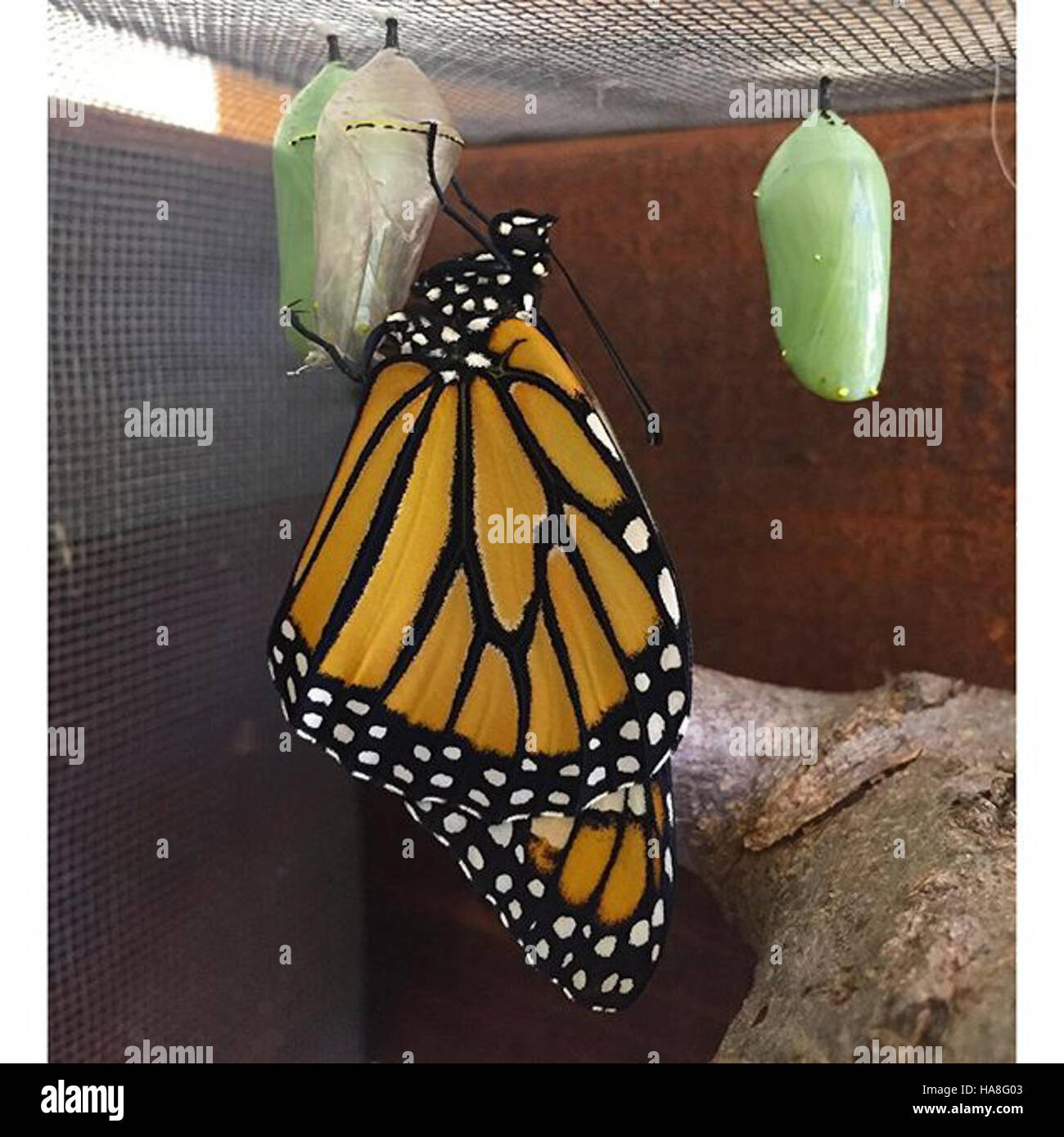 A stunning image capturing Monarch butterflies and their chrysalises in ...