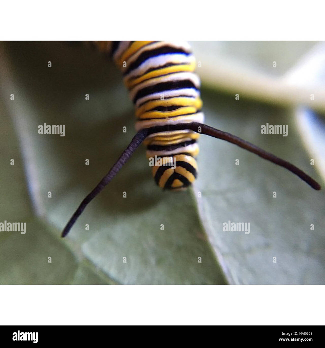 A Monarch caterpillar in the process of metamorphosis, commonly seen in ...