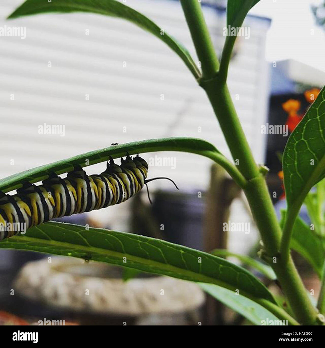 Insect larvae stages hi-res stock photography and images - Alamy