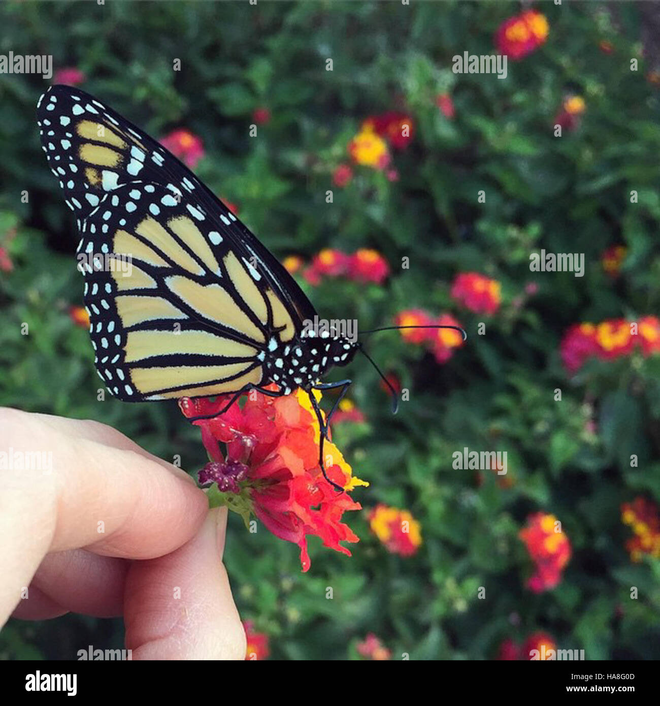 The Monarch Butterfly is known for its long migrations across North ...