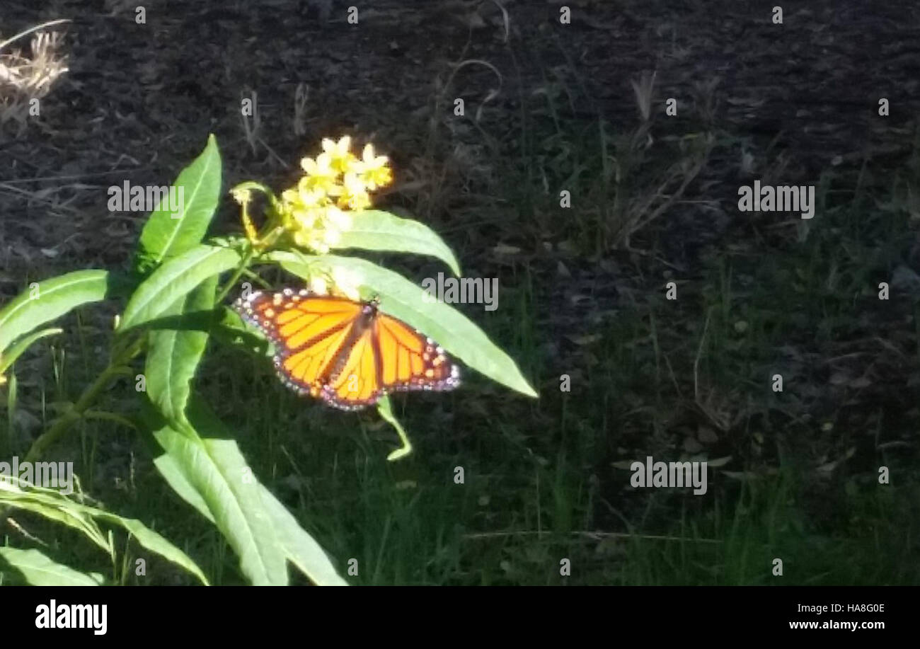 usfwsmidwest 29951780666 Monarch Butterfly in California Stock Photo ...