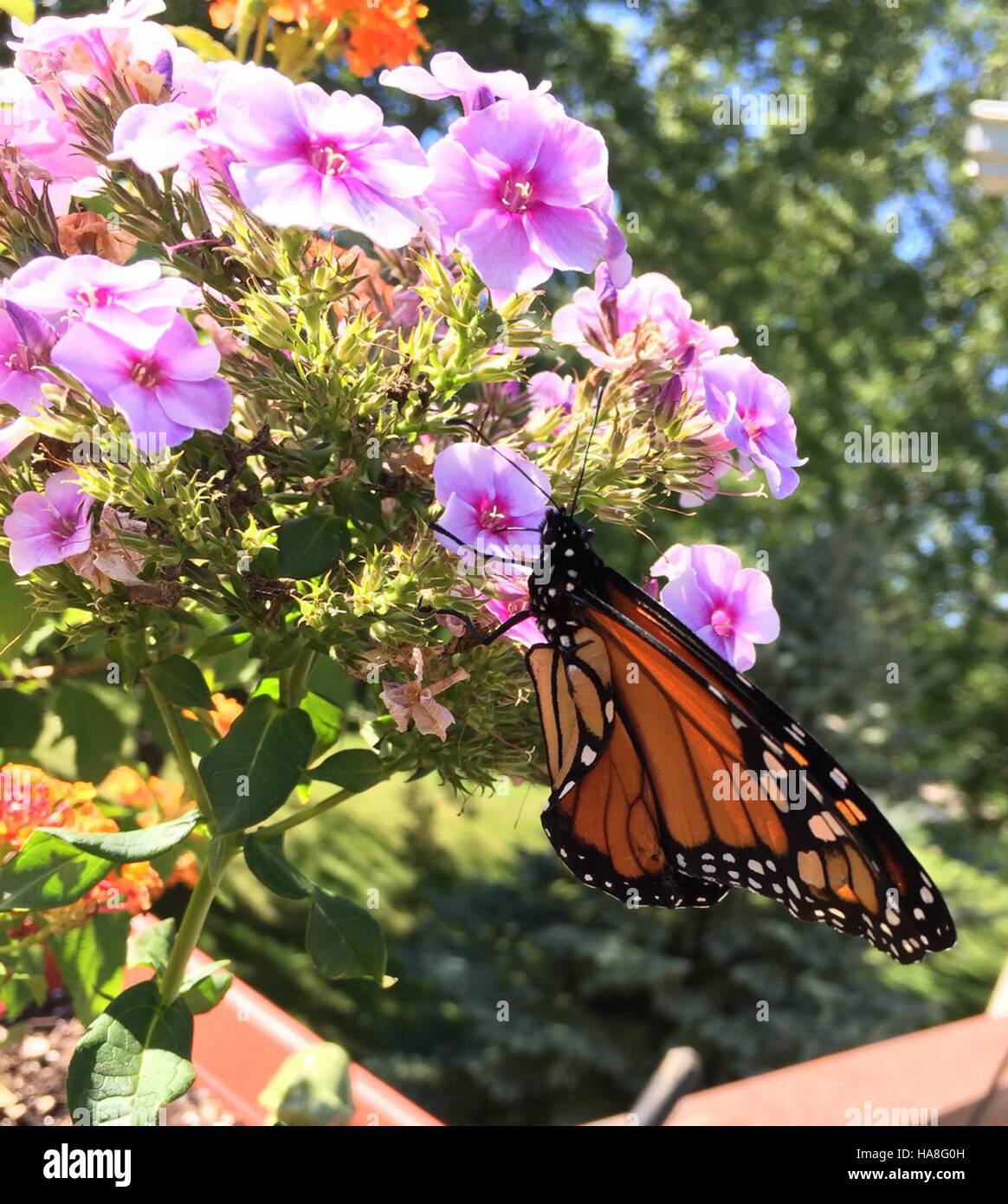 usfwsmidwest 29951780776 Monarch Butterfly in Minnesota Stock Photo - Alamy