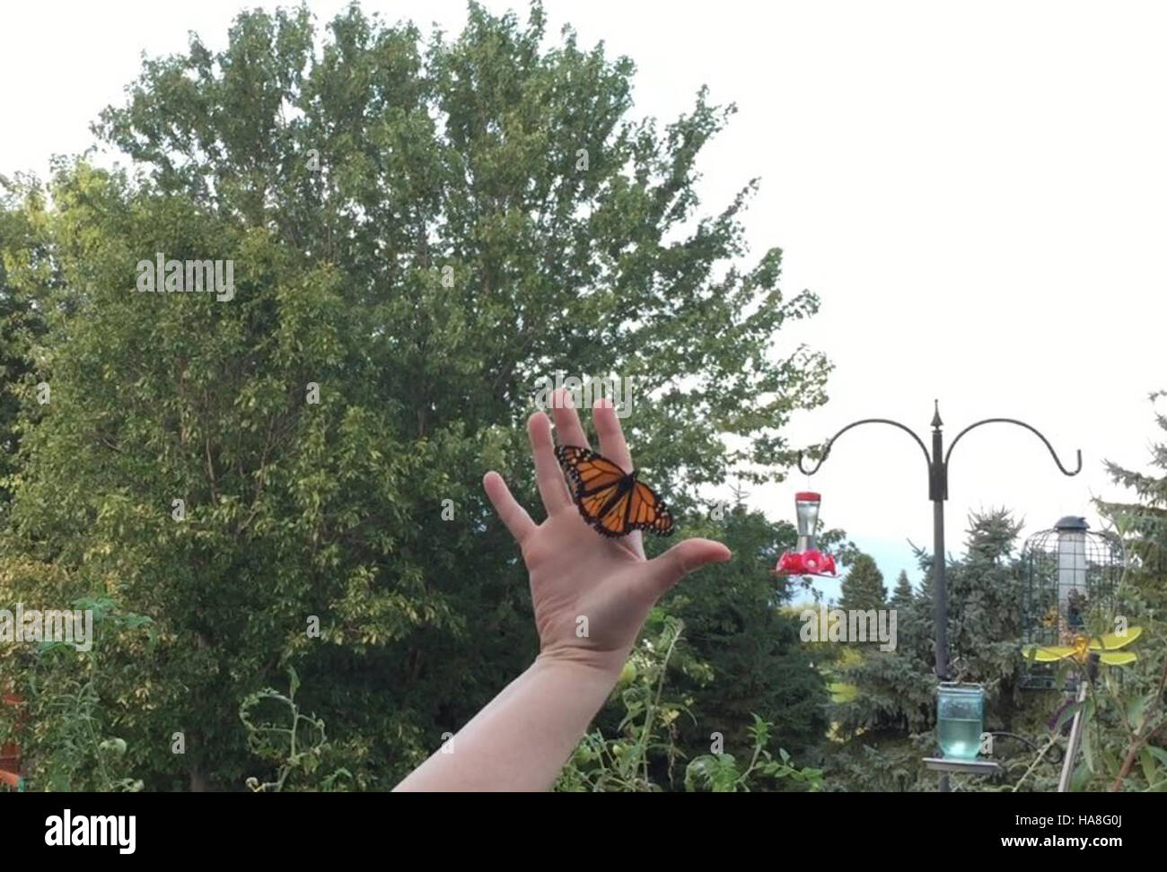 A Monarch butterfly observed in Minnesota, highlighting the species ...